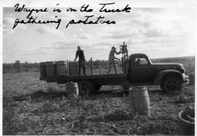 R] 1950s GROWING POTATOES